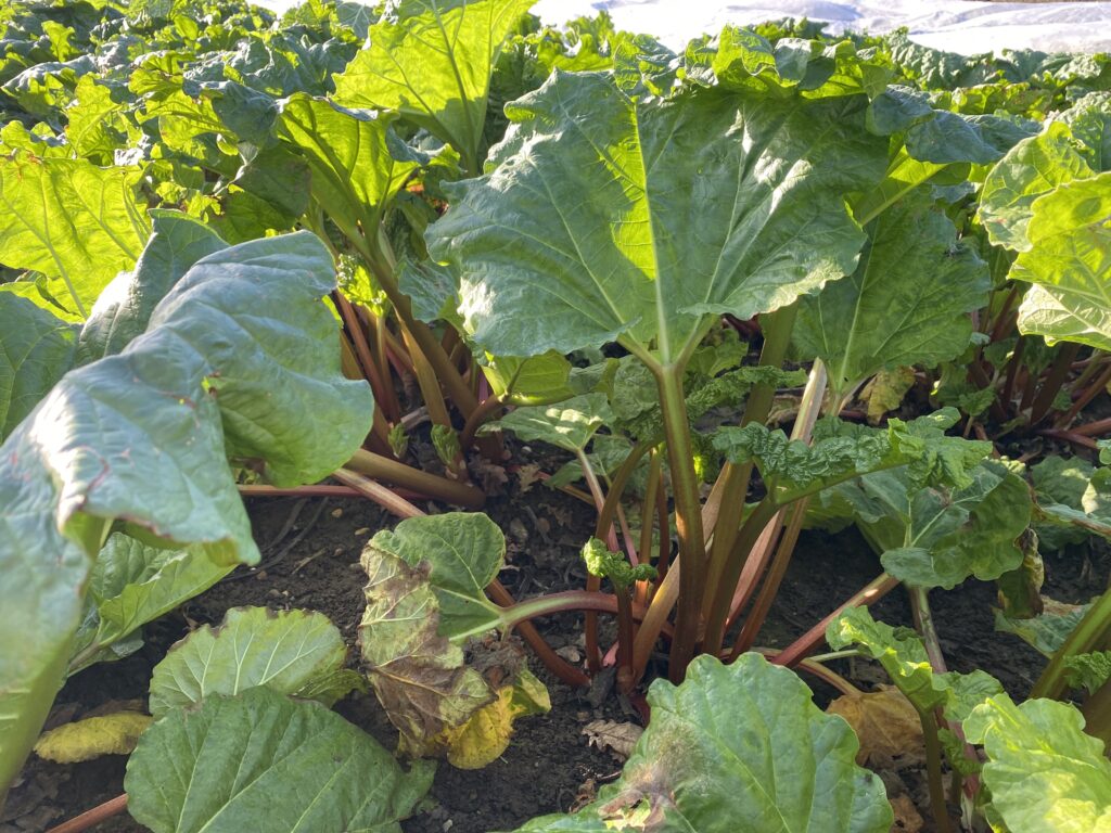 Norfolk Rhubarb - Packing a Punch and Ready to Munch